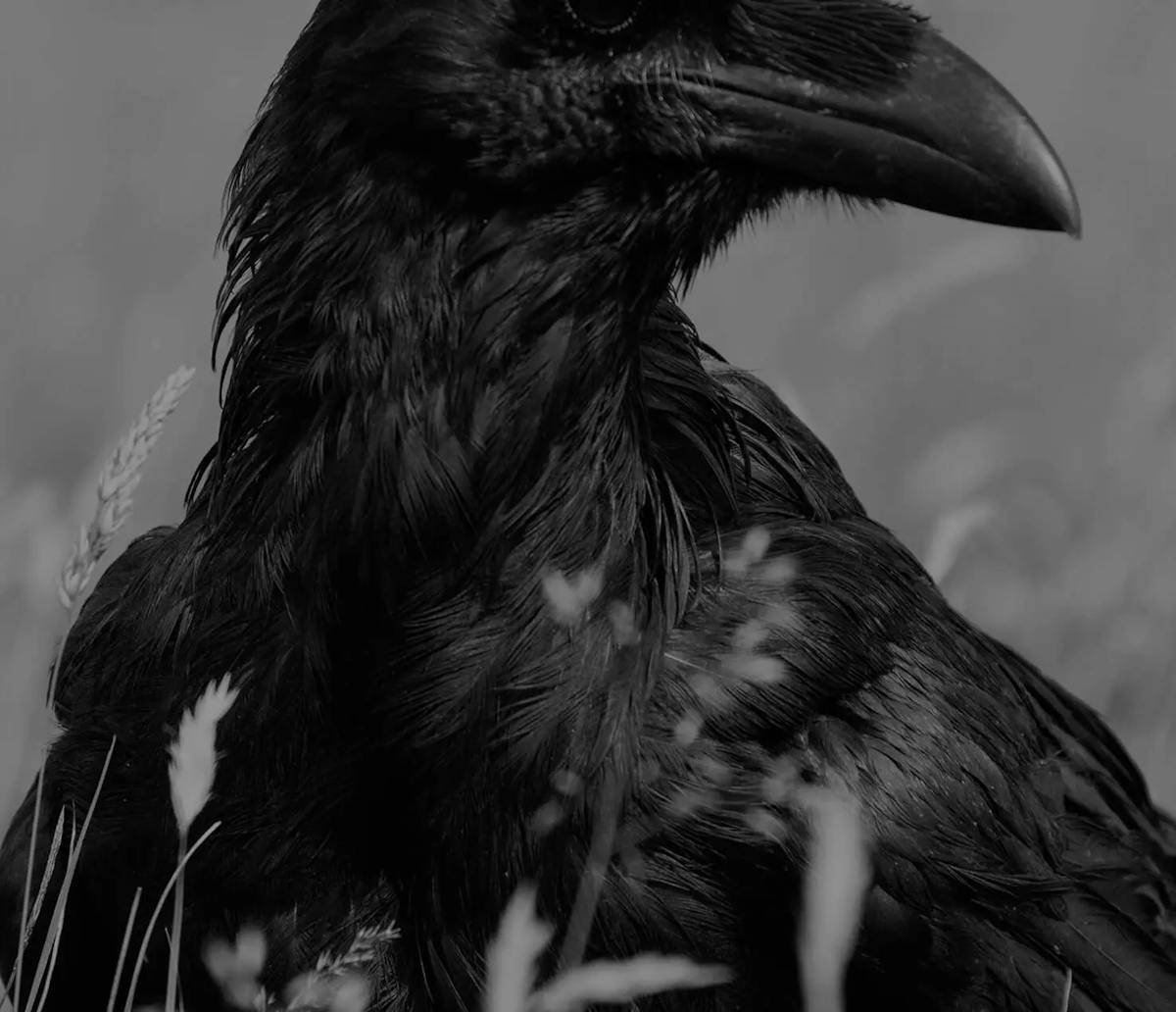 Corvus - Aquiline Capital Partners | Private investment specialist
